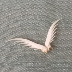 Vintage Custom Made Shadowbox Shell Art Framed Original Seashell ...