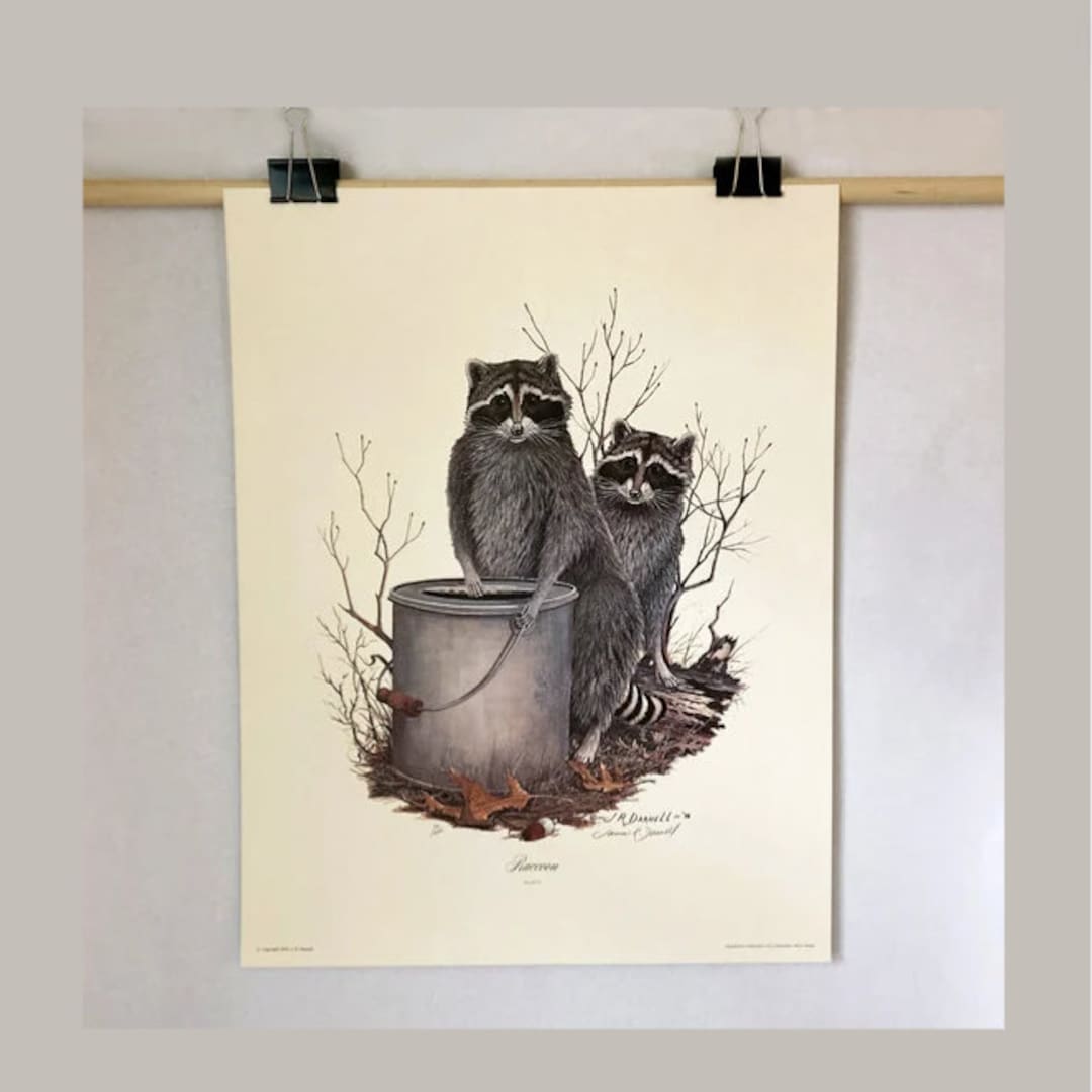 Vintage 1976 Limited Edition Lithographs of Raccoons by James R Darnell ...