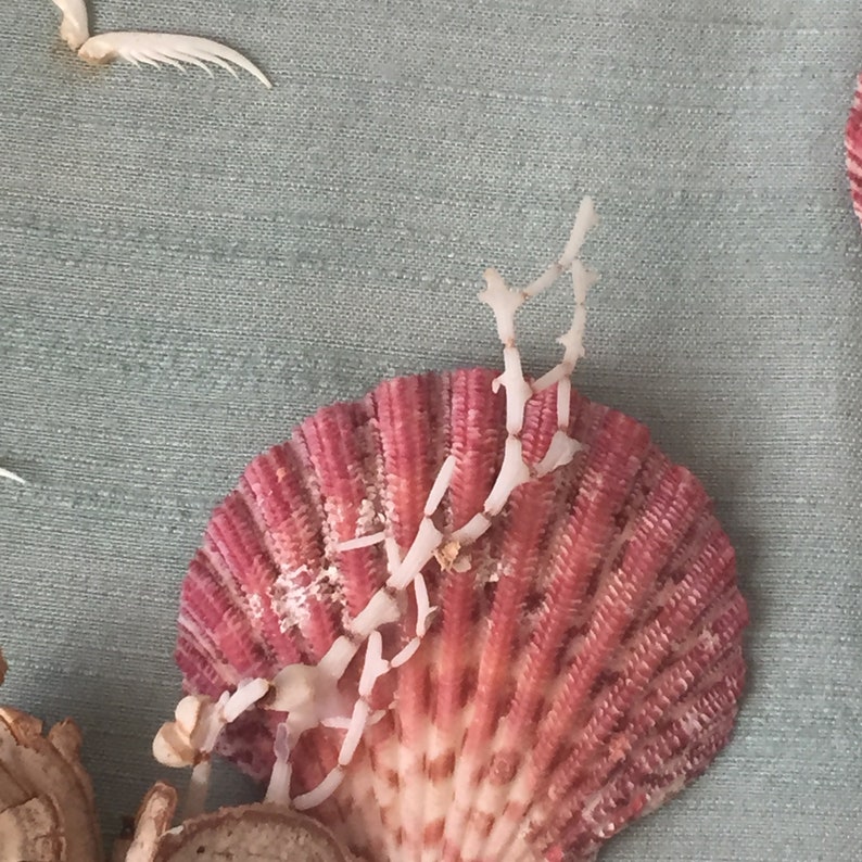 Vintage Custom Made Shadowbox Shell Art Framed Original - Etsy