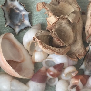 Vintage Custom Made Shadowbox Shell Art Framed Original Seashell ...