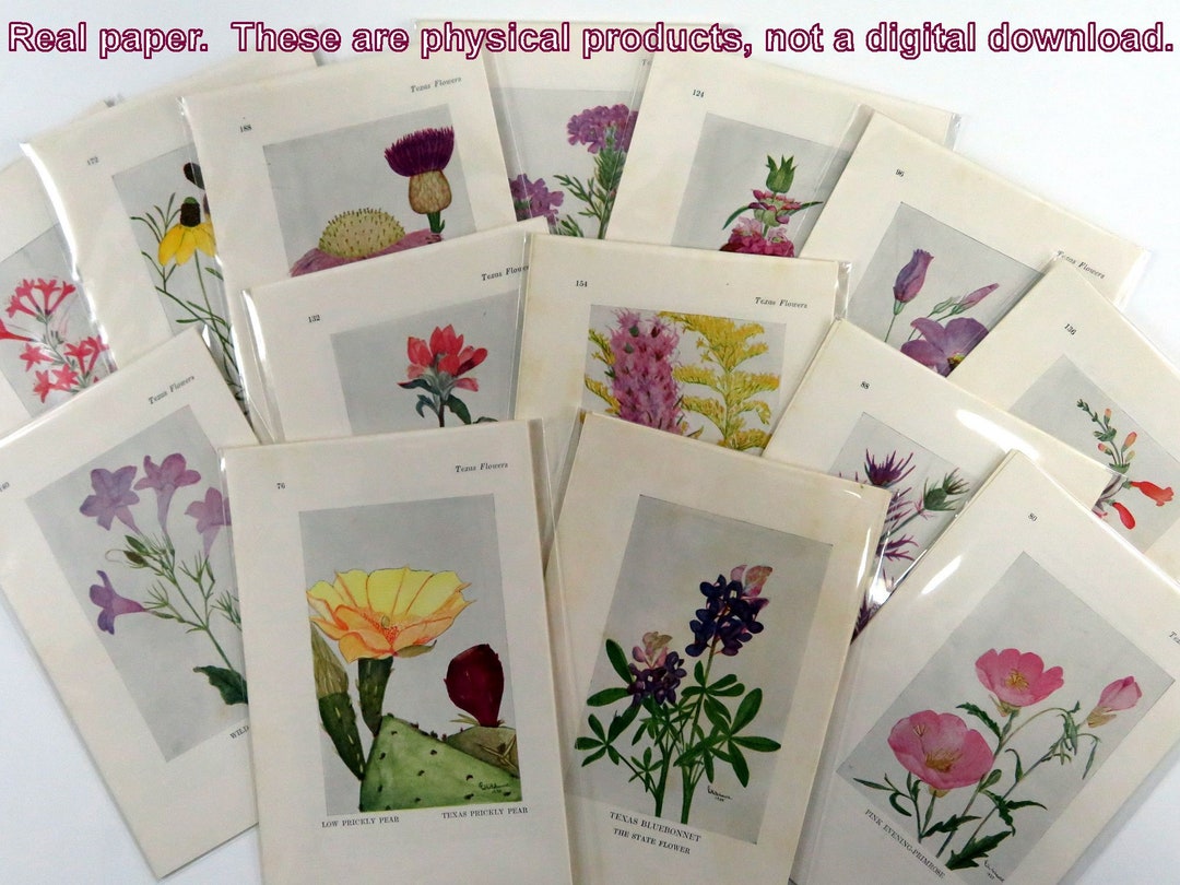 7 Vintage Wildflowers Book Pages, Color Flower Illustrations, Paper ...