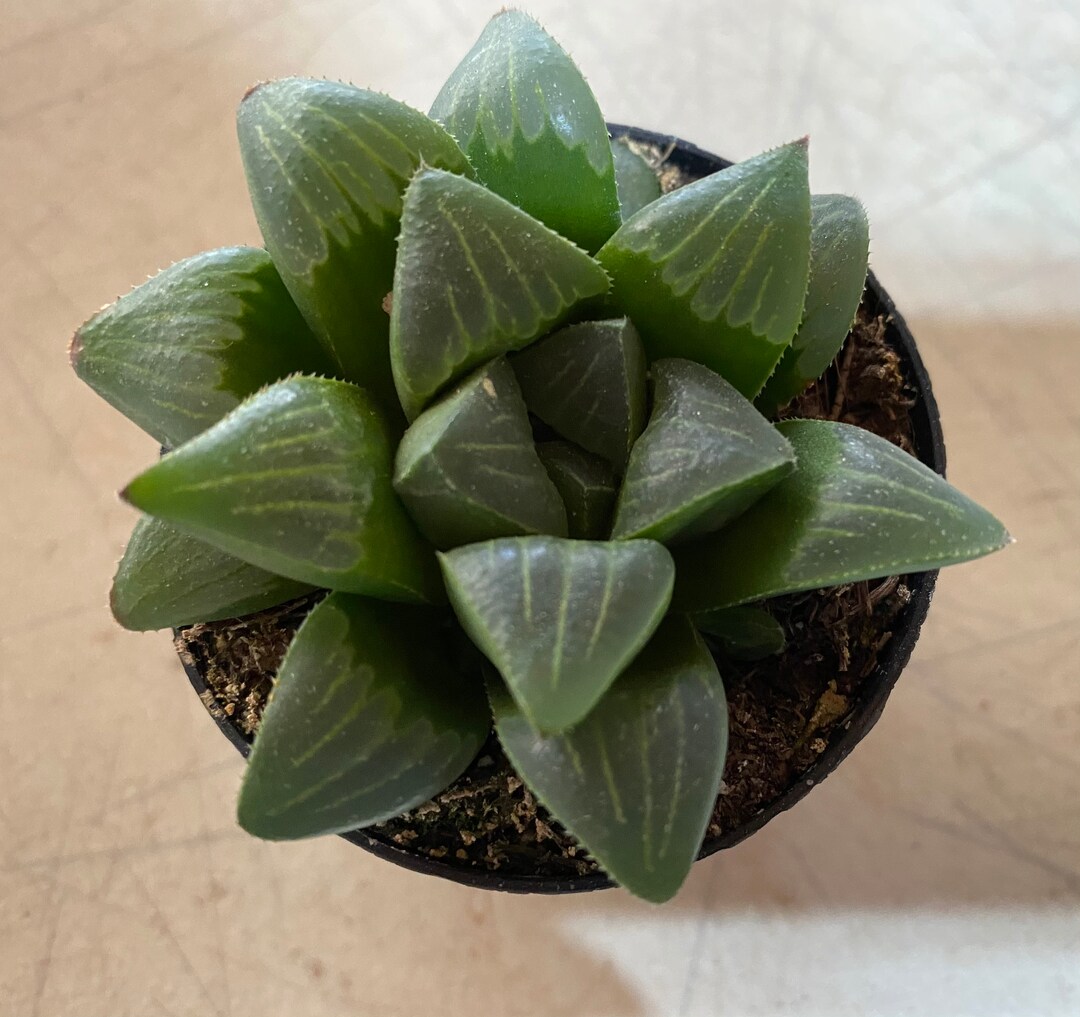 Small Succulent Plant Haworthia Mirabilis Mundula. A Beautiful Green ...