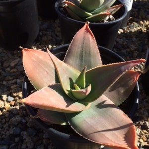 Mature Aloe Hybrid, Aloe Striata Hybrid or Ghost Aloe. A Beautiul ...