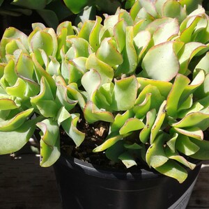 Large Succulent Plant Ripple Jade Wavy Rippled Green Petals Wonderful ...