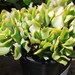 Large Succulent Plant Ripple Jade Wavy Rippled Green Petals Wonderful ...