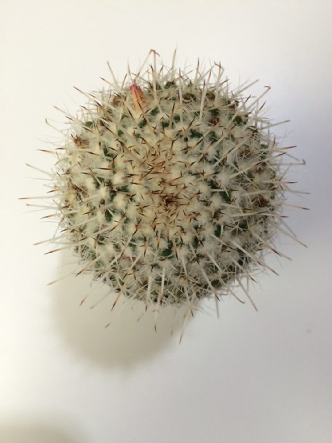 Cactus Plant Small Silver Arrow Cactus. Dark Green Globular Cactus With ...