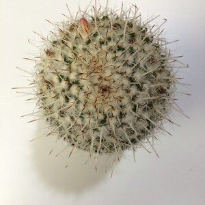 Cactus Plant Small Silver Arrow Cactus. Dark Green Globular Cactus With ...