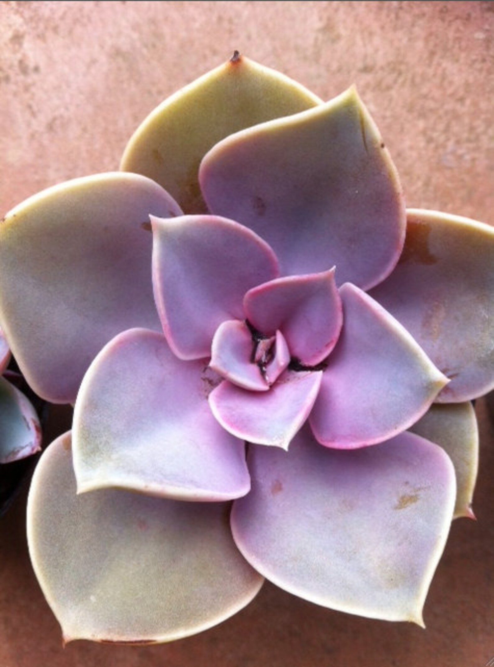 Three Small Succulent Plants Trio of Succulents - Etsy