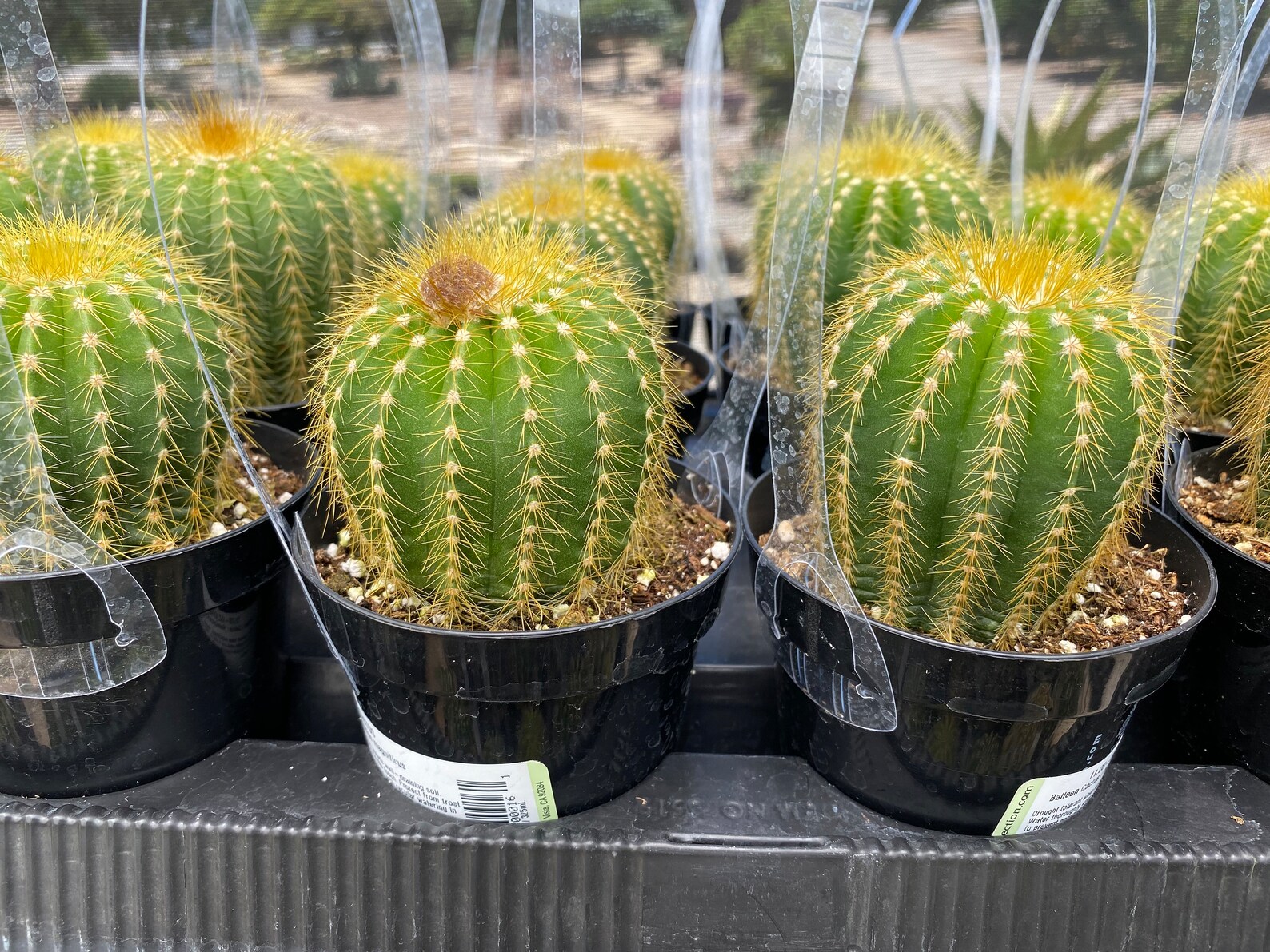 Cactus Plant. Medium Balloon Cactus. A Spherical Golden Spined - Etsy