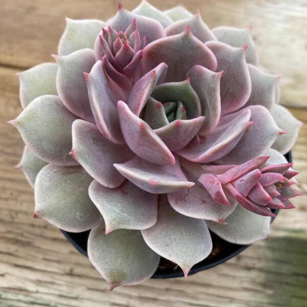 Succulent Plants - Etsy