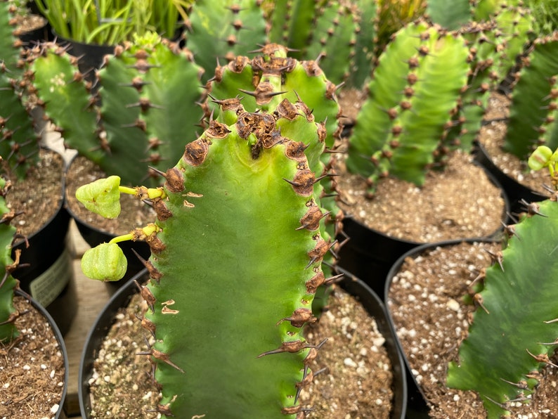Cactus Plant Chocolate Drop Candelabra Tree. A Beautiful | Etsy