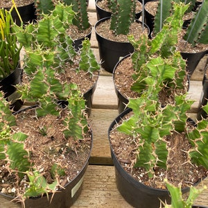 Cactus Plant Chocolate Drop Candelabra Tree. A Beautiful Specimen for ...