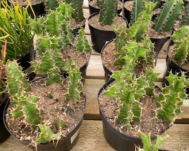 Cactus Plant Chocolate Drop Candelabra Tree. A Beautiful | Etsy