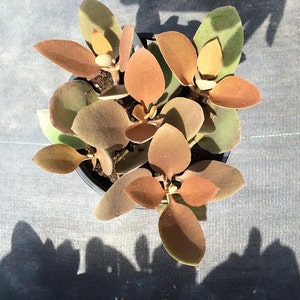 Mature Succulent Plant Copper Spoons Plant Looks Like It Has Suede ...