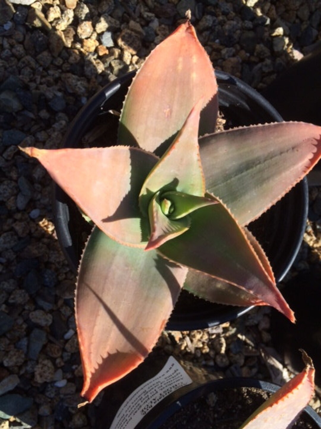 Mature Aloe Hybrid, Aloe Striata Hybrid or Ghost Aloe. A Beautiul ...