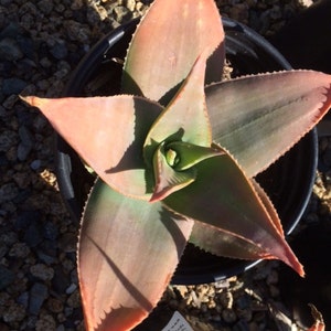 Mature Aloe Hybrid, Aloe Striata Hybrid or Ghost Aloe. A Beautiul ...