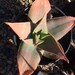 Mature Aloe Hybrid, Aloe Striata Hybrid or Ghost Aloe. A Beautiul ...