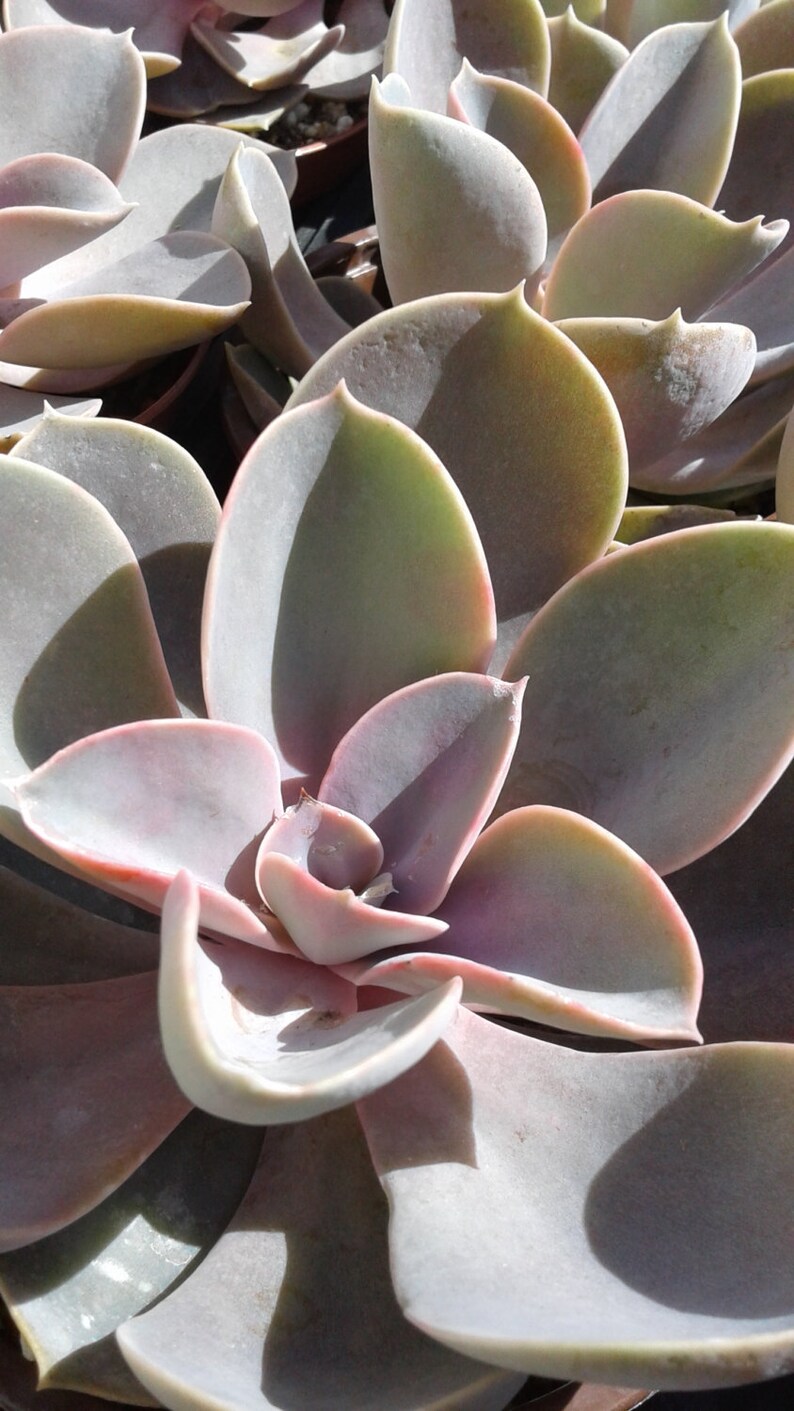 Two Medium Succulent Plants 2 Purple Echeveria Perle Von - Etsy