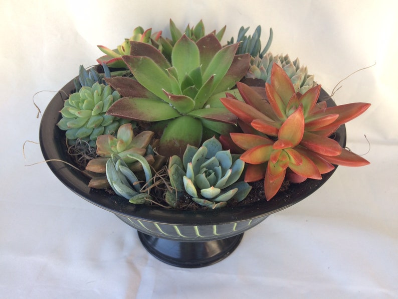 Large Succulent Arrangement in a Black with Green Tin Pedestal | Etsy