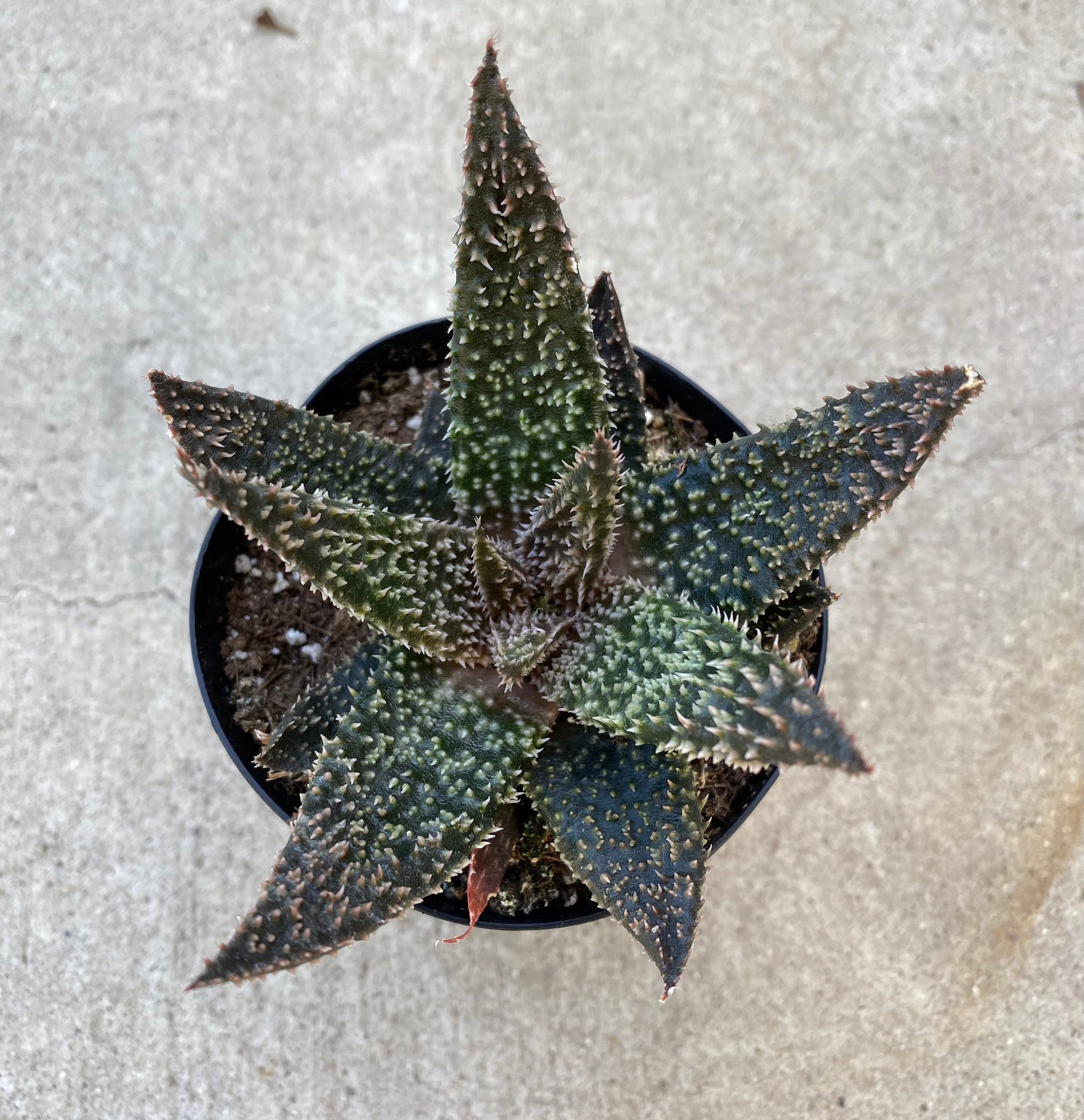 Medium Succulent Plant Star Aloe 'tarantula' Hybrid. | Etsy