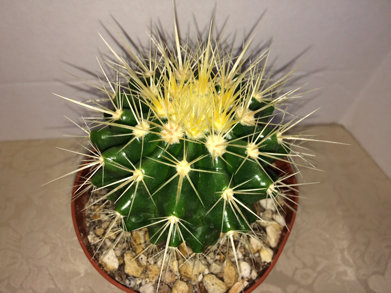 Baby Barrel Cactus