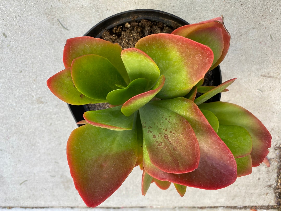 Mature Succulent Plant Kalanchoe 'dragonfire'. A - Etsy