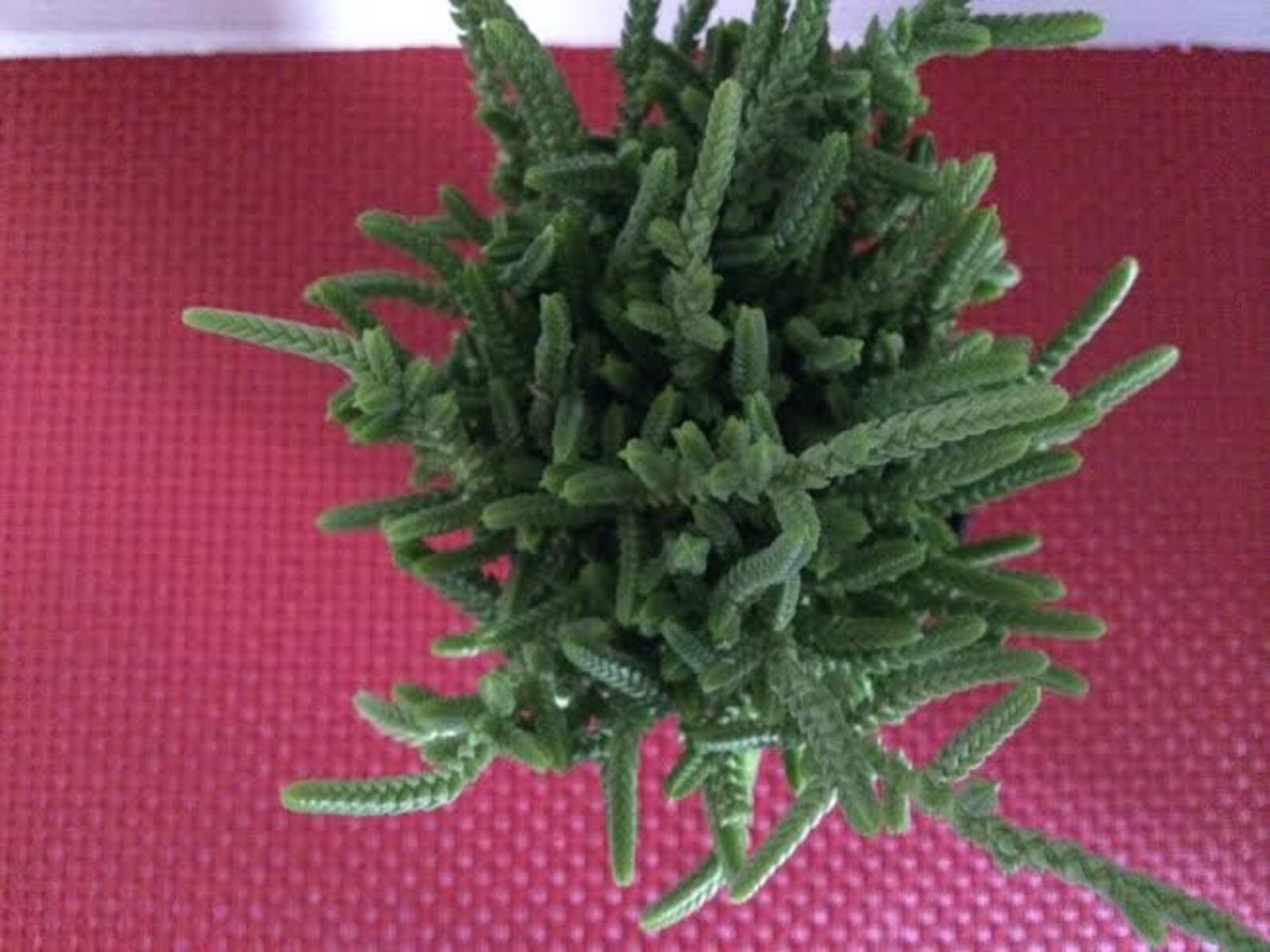 Medium Succulent Plant Watch Chain | Etsy