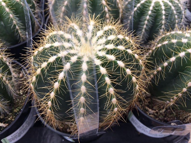 Cactus Plant. Medium Balloon Cactus. A Spherical Golden Spined | Etsy