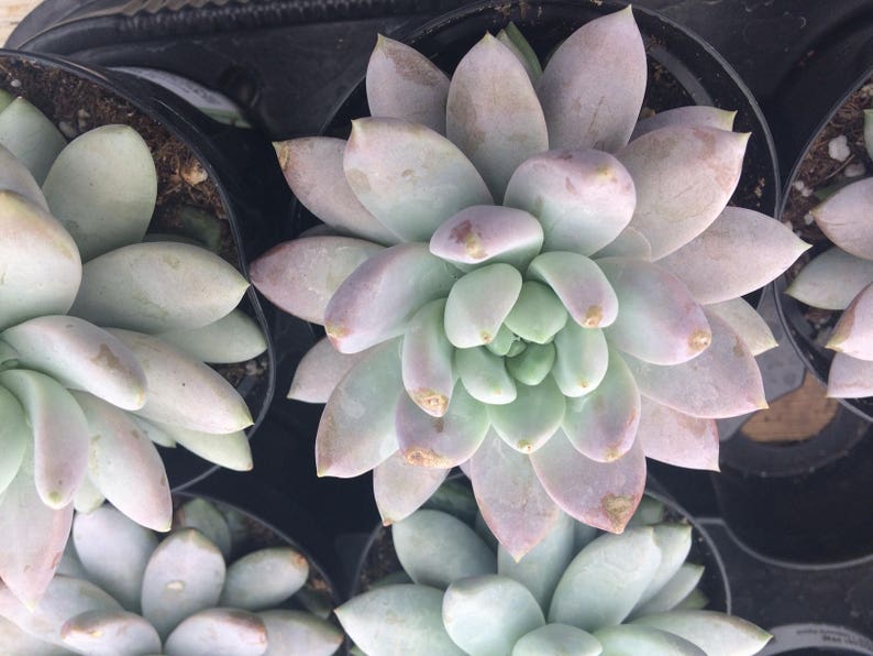 Medium Succulent Plant. Medium Lilac Mist. A Very Different - Etsy
