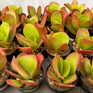 Medium Succulent Plant Kalanchoe 'dragonfire'. A Beautifully Colored ...