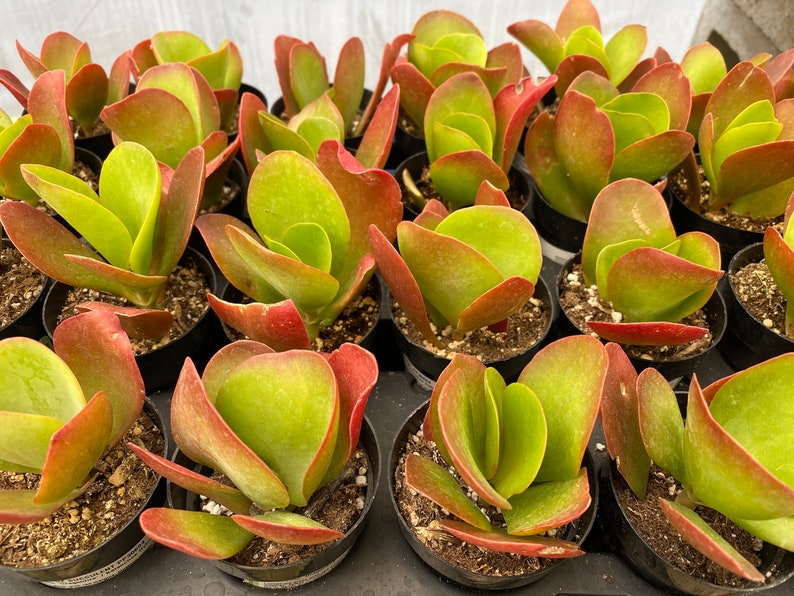 Medium Succulent Plant Kalanchoe 'dragonfire'. A | Etsy