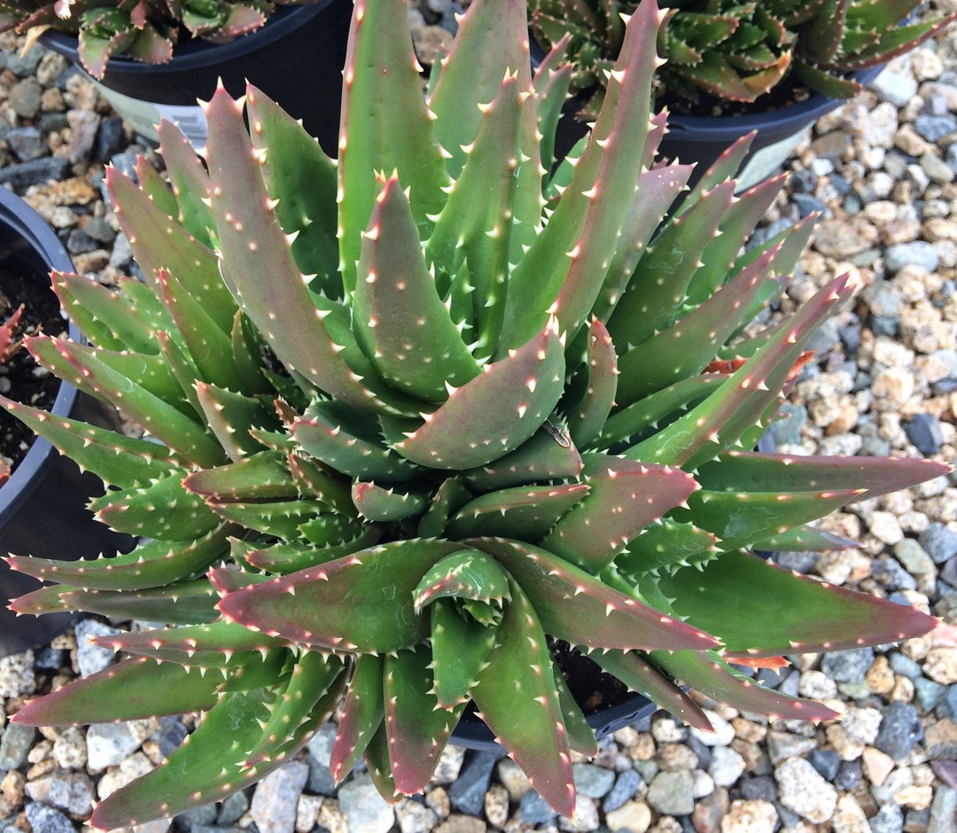 Mature Gold Tooth Aloe. A Beautiful, Rosette Shaped Aloe. - Etsy