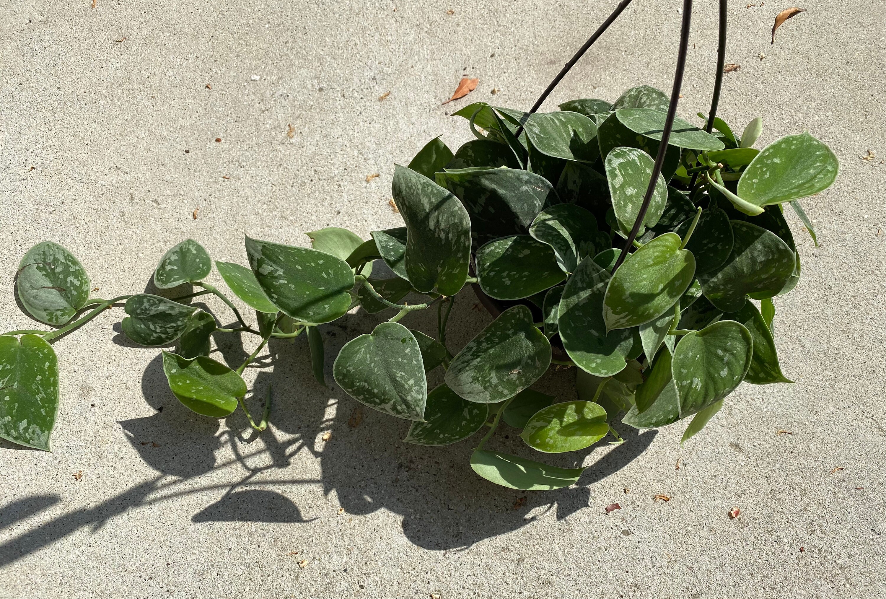 Succulent Plant Mature Pothos Santin. This beautiful plant is - Etsy.de