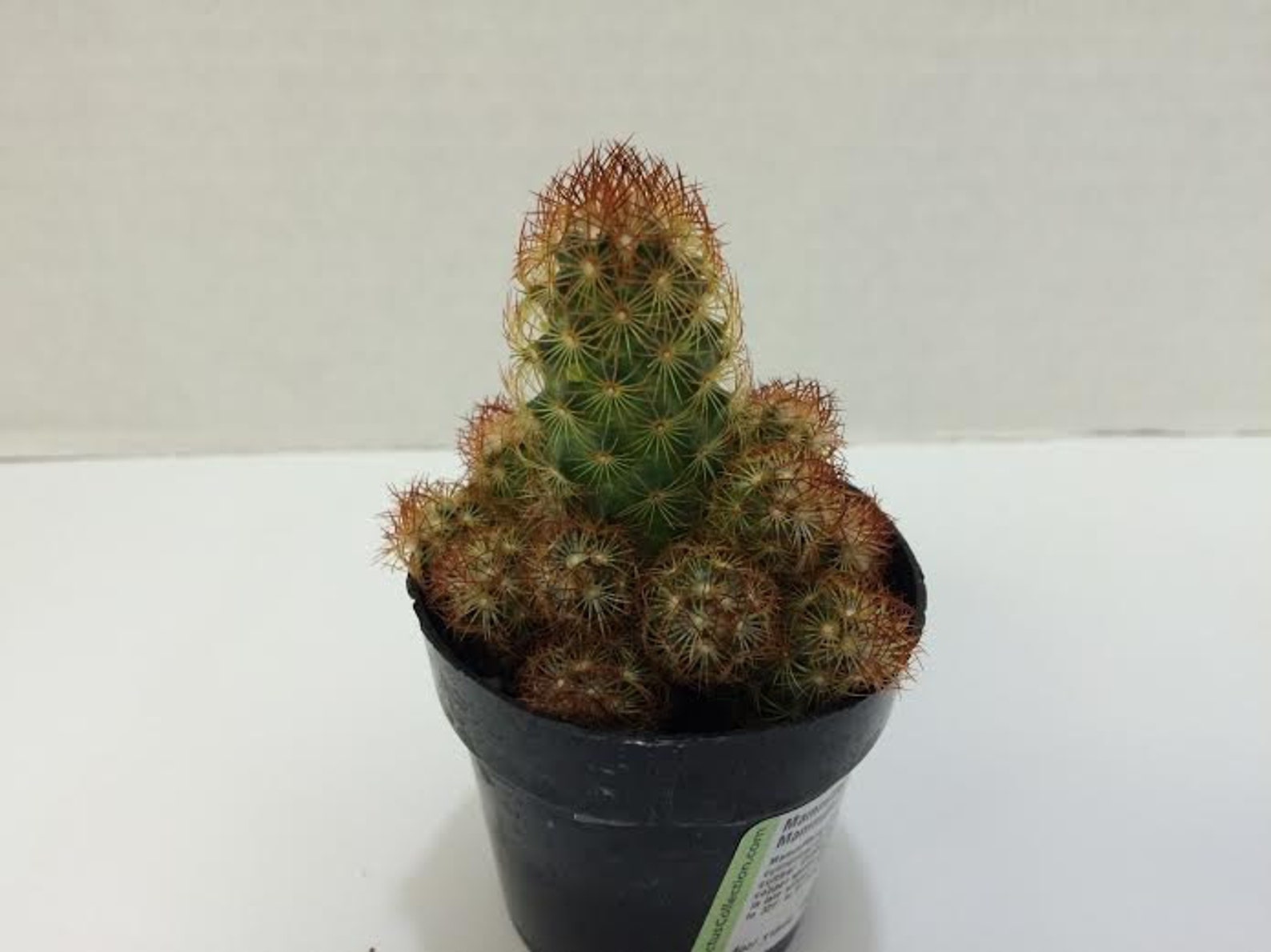 Small Cactus Plant Copper King Elongata. A Colorful Copper | Etsy