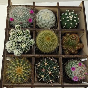 Cactus Plant Shadow Box Nine Cacti Planter Complete - Etsy