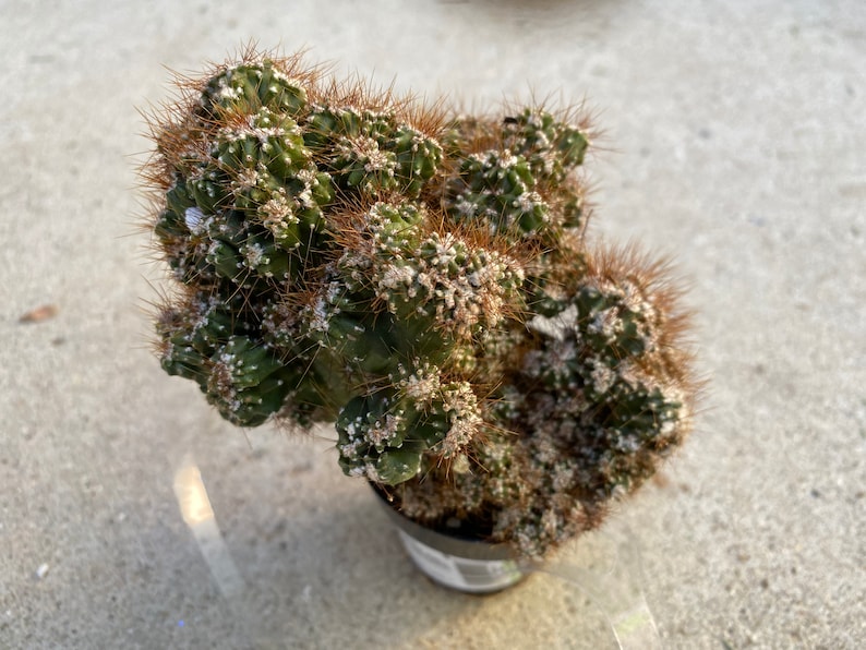 Medium Cactus Plant Curiosity Cactus 'Rojo'. A very | Etsy