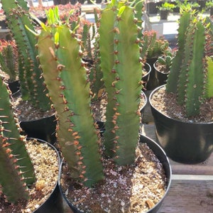 Cactus Plant Chocolate Drop Candelabra Tree. A Beautiful Specimen for ...