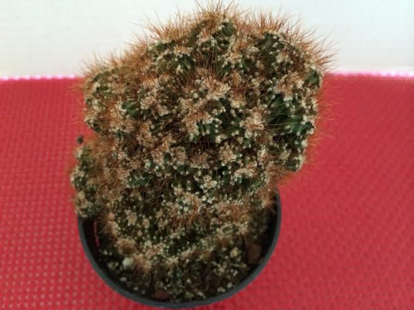 Medium Cactus Plant Curiosity Cactus 'Rojo'. A very | Etsy