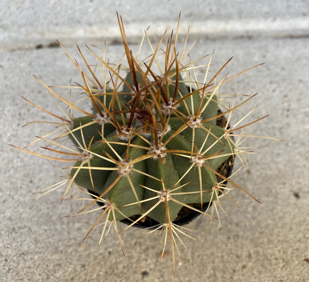 Small Cactus Plant Melocactus. A Blue/green Cactus With Very Stiff ...