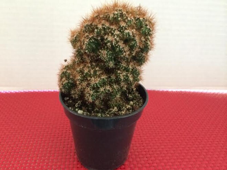 Medium Cactus Plant Curiosity Cactus 'rojo'. A Very - Etsy