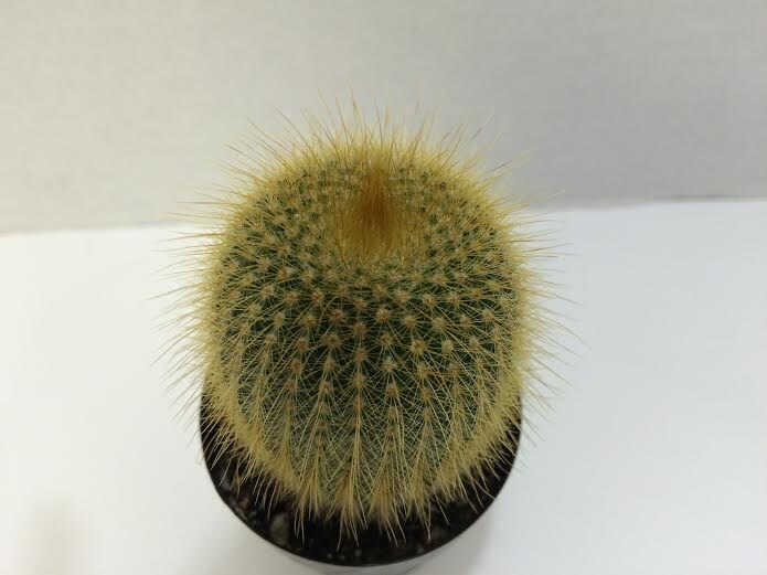 Small Cactus Plant. Golden Ball Cactus. Brilliantly colored | Etsy