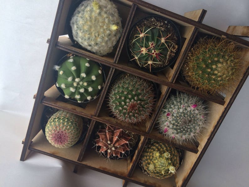 Cactus Plant Shadow Box Nine Cacti Planter Complete - Etsy
