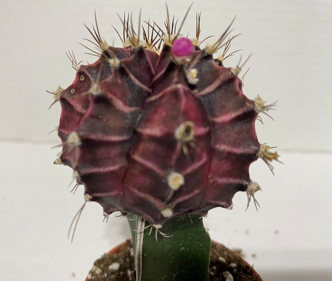 Medium Grafted Purple Moon Cactus. an Incredibly Unique and Different ...