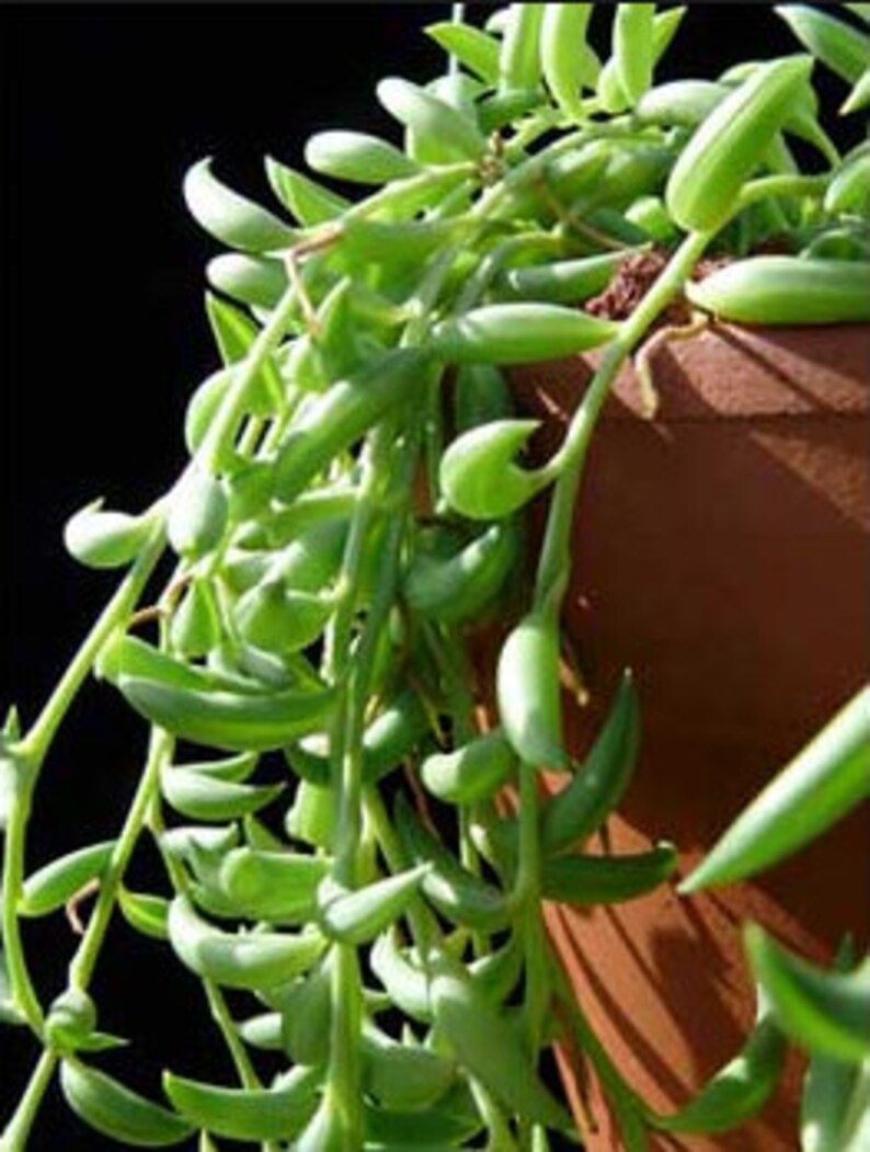 Medium Succulent Plant string of Bananas - Etsy