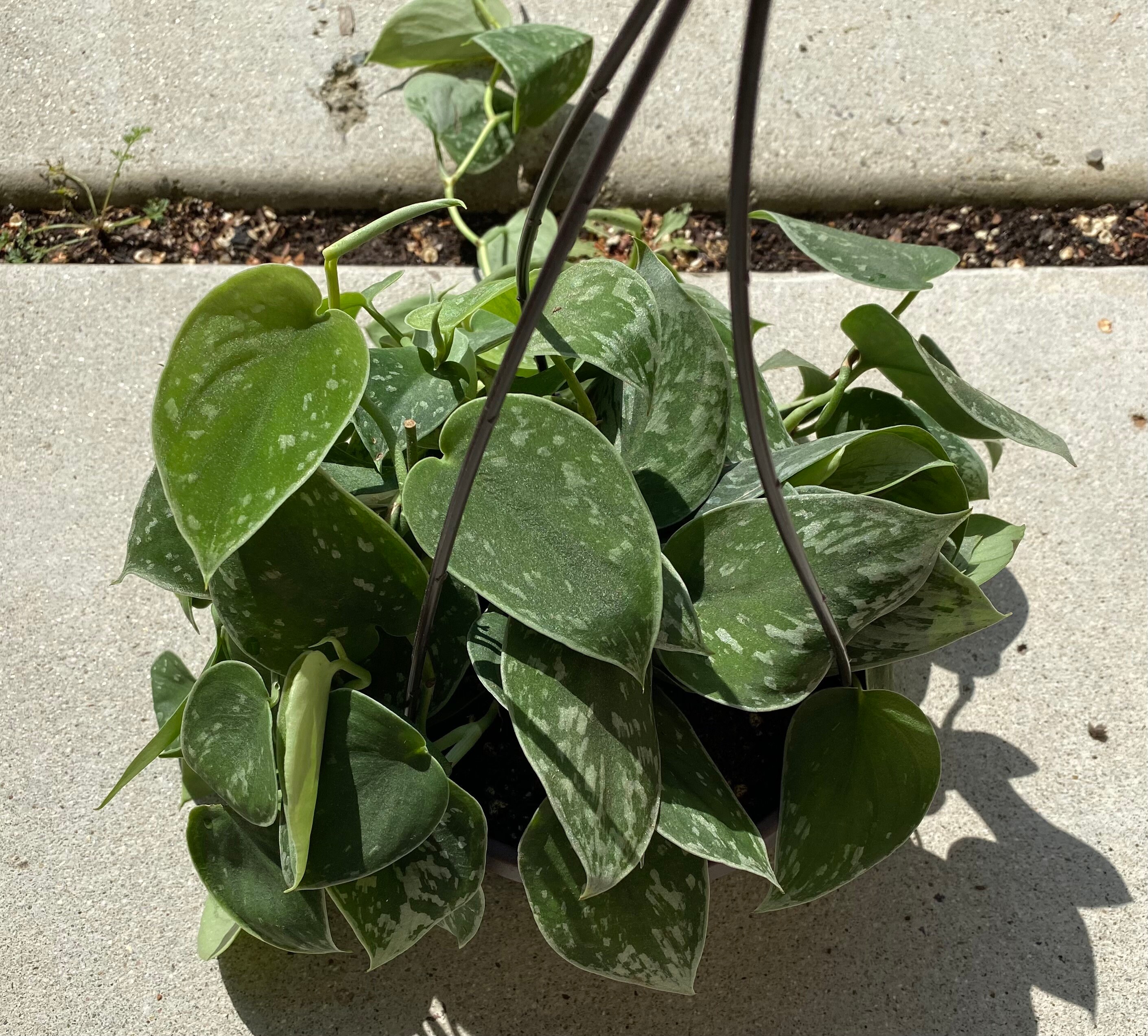 Succulent Plant Mature Pothos Santin. This beautiful plant is | Etsy