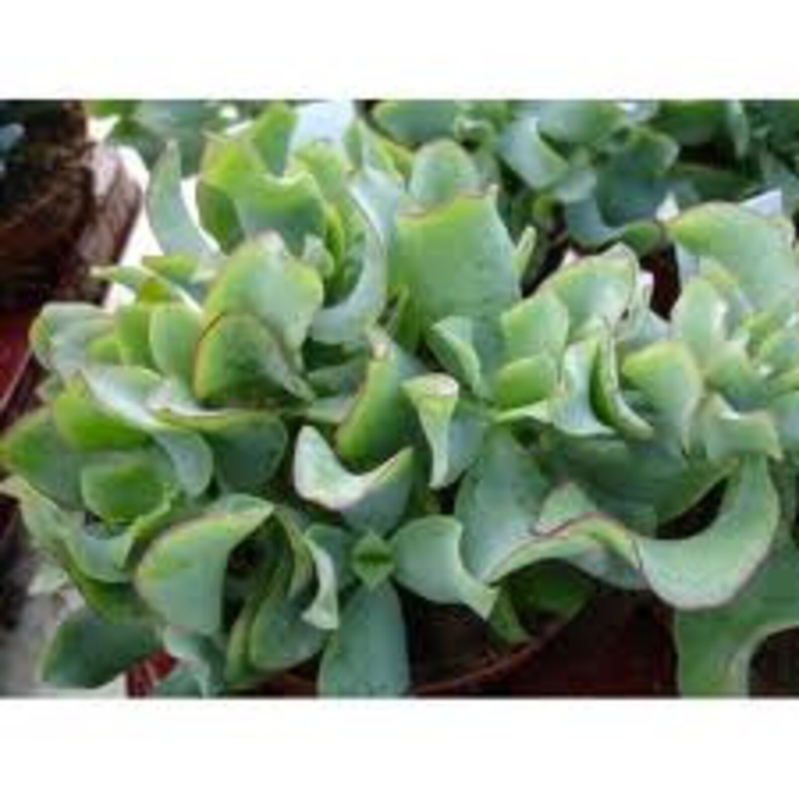 Mature Succulent Plant Ripple Jade Wavy Rippled Green Petals - Etsy