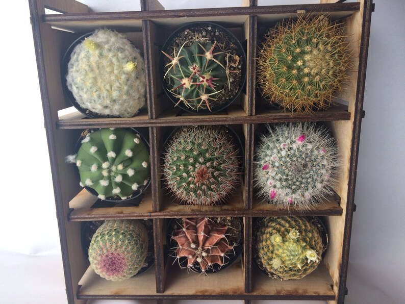 Cactus Plant Shadow Box Nine Cacti Planter Complete - Etsy