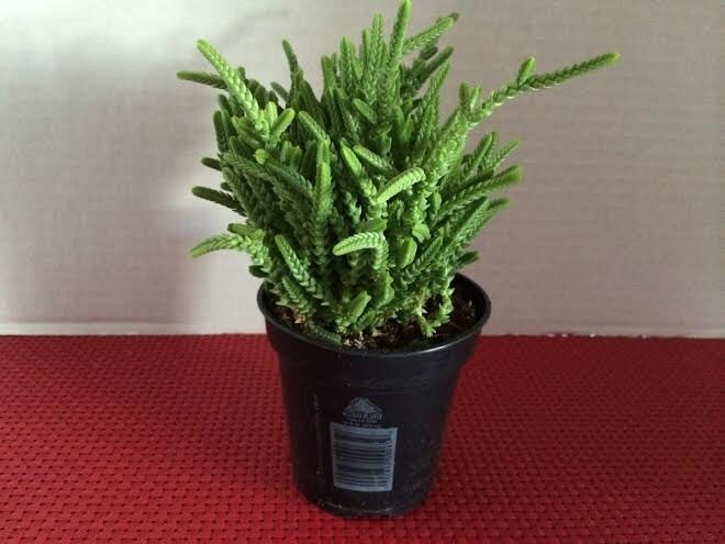 Medium Succulent Plant Watch Chain | Etsy