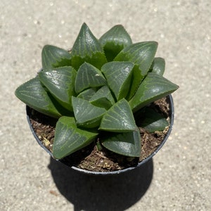 Small Succulent Plant Haworthia Mirabilis Mundula. A Beautiful Green ...