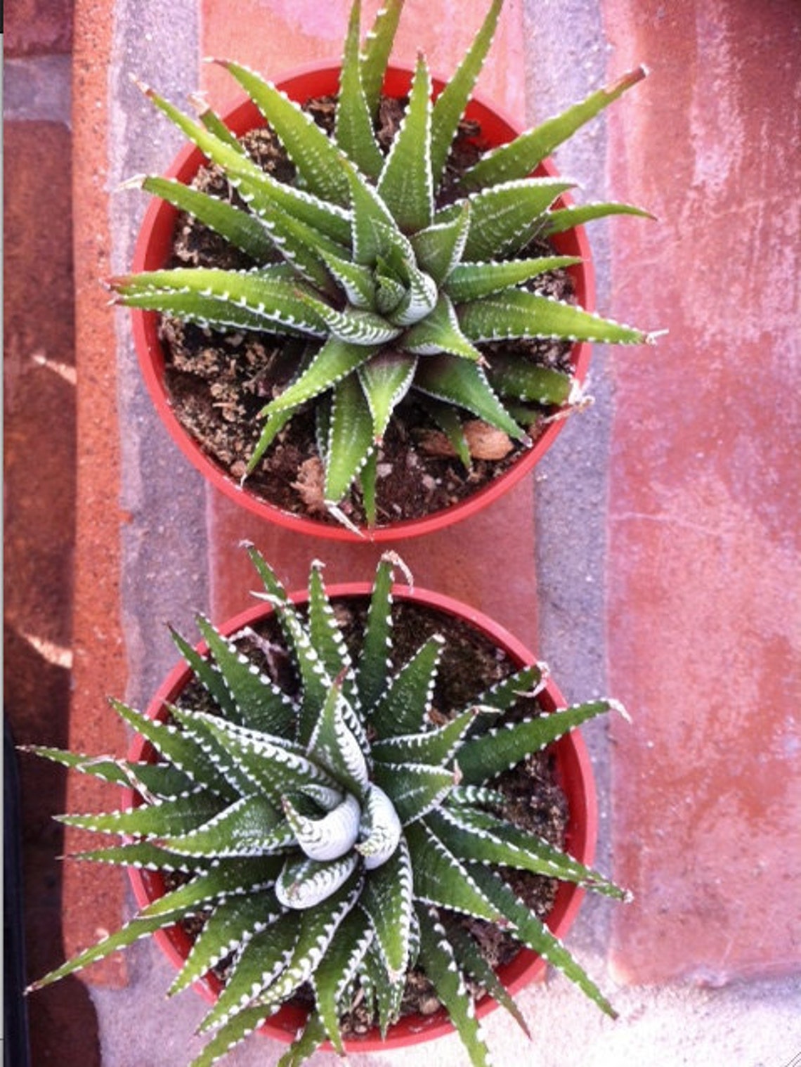 Pequeña planta suculenta Cebra Haworthia Fasciata Planta - Etsy España